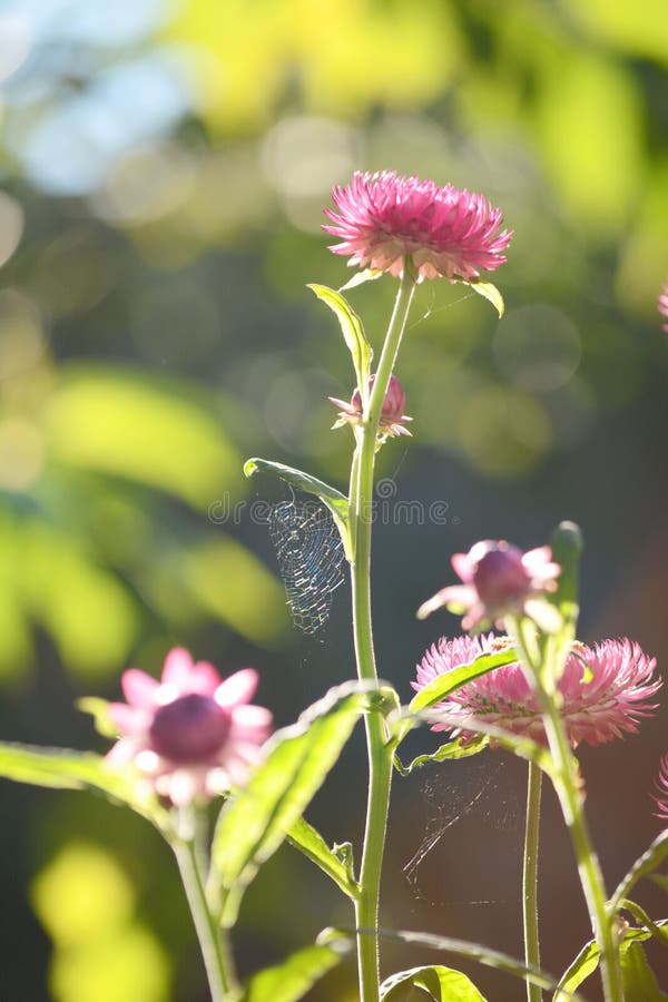 Pink Everlasting flower stock image. Image of flower - 50252471