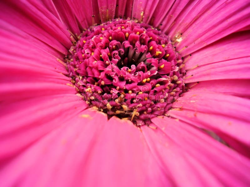 Pink Explosion stock image. Image of pink, bright, blossom - 38309905