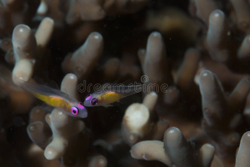 Pink-eye Goby Bryaninops Natans Stock Image - Image of gobies, fish ...
