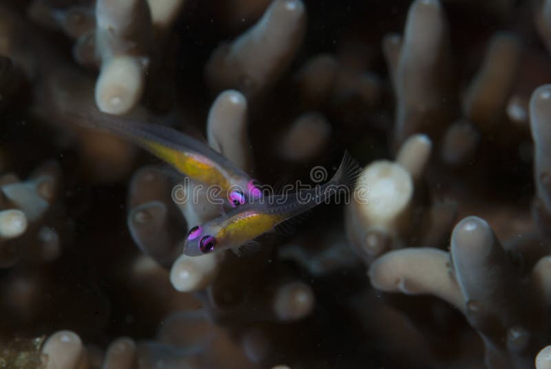 Pink-eye Goby Bryaninops Natans Stock Photo - Image of location, reefs ...