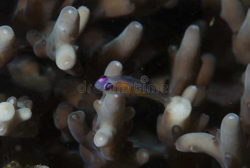 Pink-eye Goby Bryaninops Natans Stock Image - Image of macro, diving ...