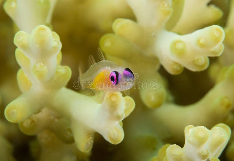 Pink eye goby stock image. Image of creature, marine - 75396347