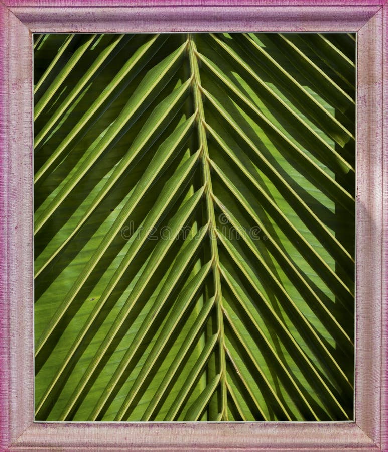 Pink Fabric Picture Frame with Green Coconut Leaf Stock Photo - Image ...