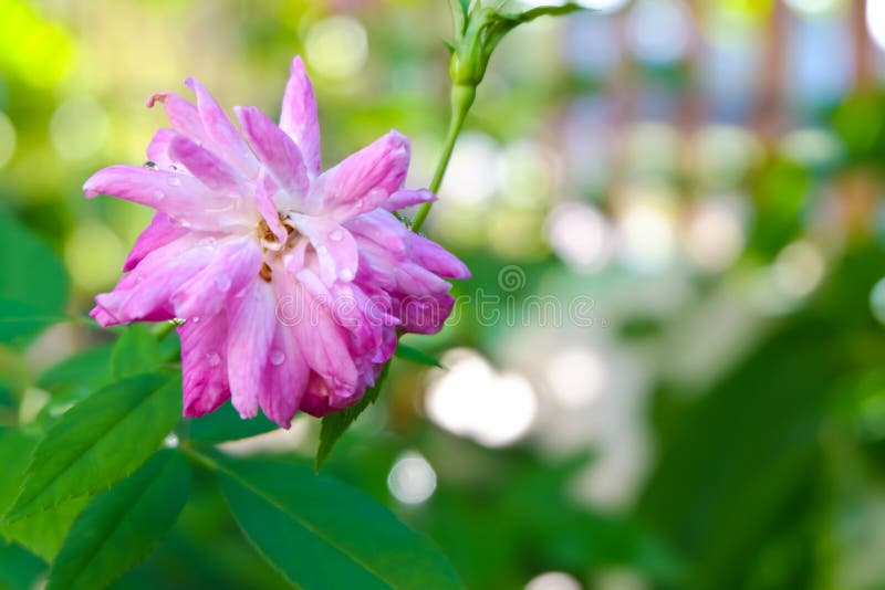 Pink fairy rose in garden stock photo. Image of rose - 80196330