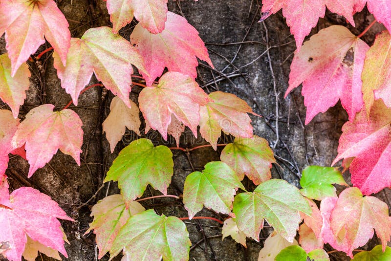 Pink fall leaves stock photo. Image of leaf, beautiful - 60433342