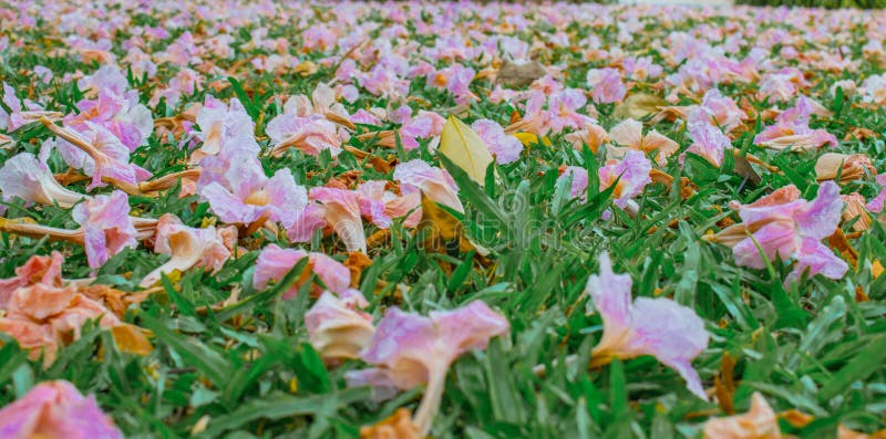 Pink Fallen Flowers on Green Grass Stock Photo - Image of crimson ...