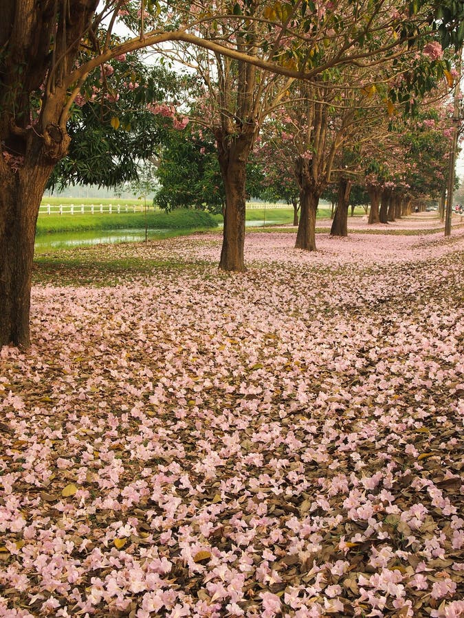 Pink falling flower stock photo. Image of nature, bloom - 23319730