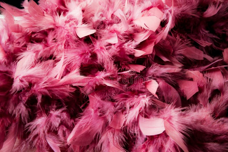 Assorted Colorful Feathers stock image. Image of softness - 27371957