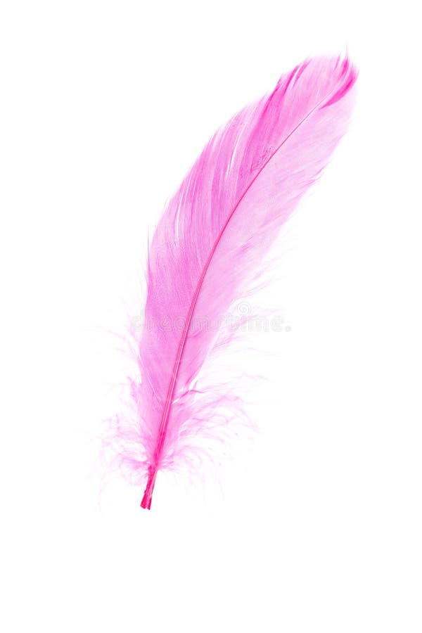 Pink feather stock photo. Image of natural, pink, close - 8008894