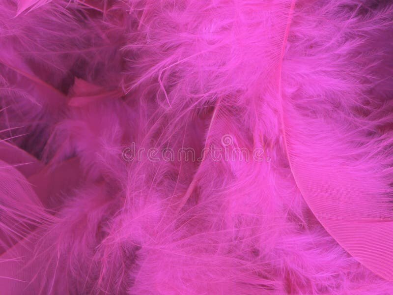 Pink feather background stock photo. Image of light, pattern - 60154452