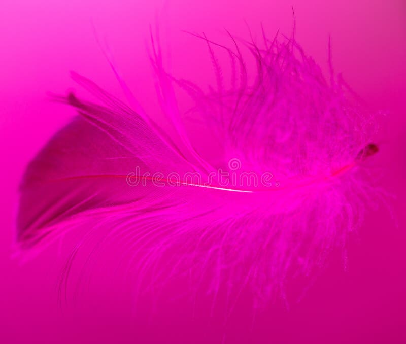Pink Feather Isolated on Pink Background Stock Photo - Image of rose ...