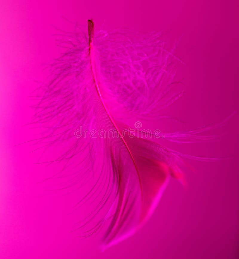 Pink Feather Isolated on Pink Background Stock Photo - Image of ...