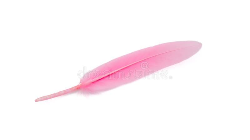Pink Feather Isolated on White Background Stock Photo - Image of fluffy ...