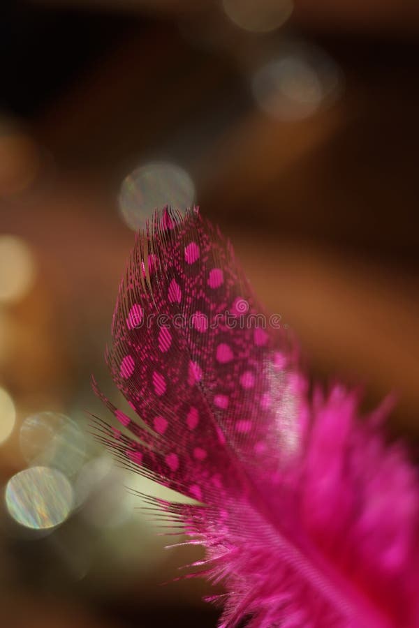 Pink Feather for Nail Art, Materials for Nail Design Stock Photo ...