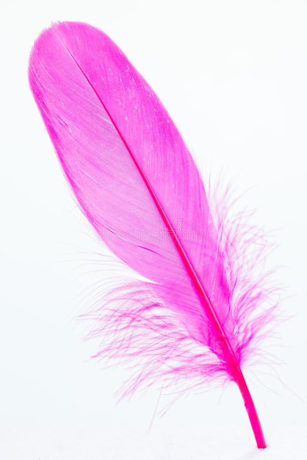 Pink Feather Standing on Foam Close-up Stock Image - Image of glamour ...