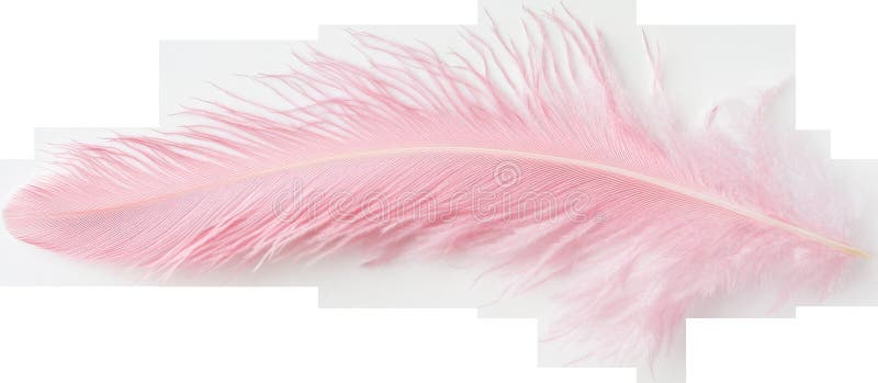 Pink Feather on a Transparent Background, Natural Beauty and Softness ...