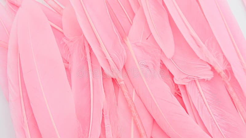 Pink Feather Wool Pattern Texture Background Stock Photo - Image of ...
