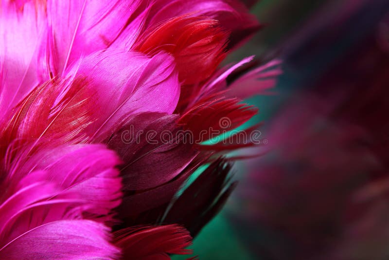 Small soft violet feathers stock image. Image of pile - 31509173