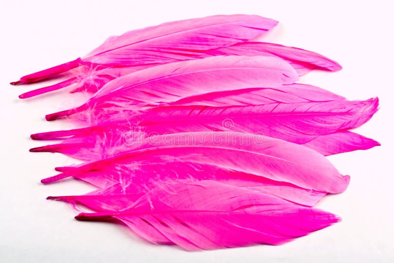 Bright Vivid Pink Feathers on a White Background. Stock Image - Image ...