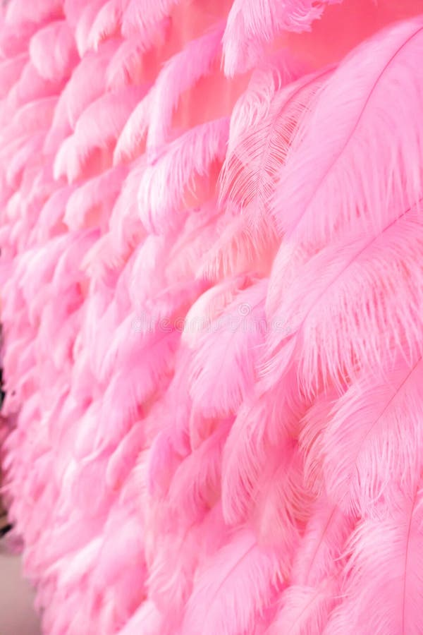 Pink Feathers Adorn the Walls Stock Image - Image of bunch, love: 228125327