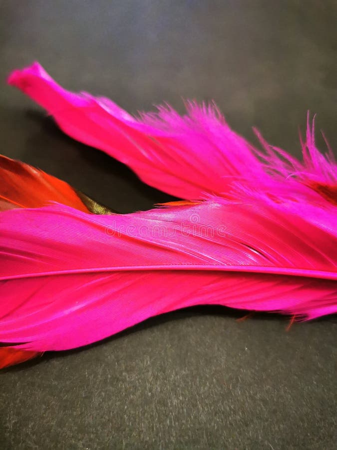 Pink Bird Feathers on a Black Background. Stock Image - Image of ...