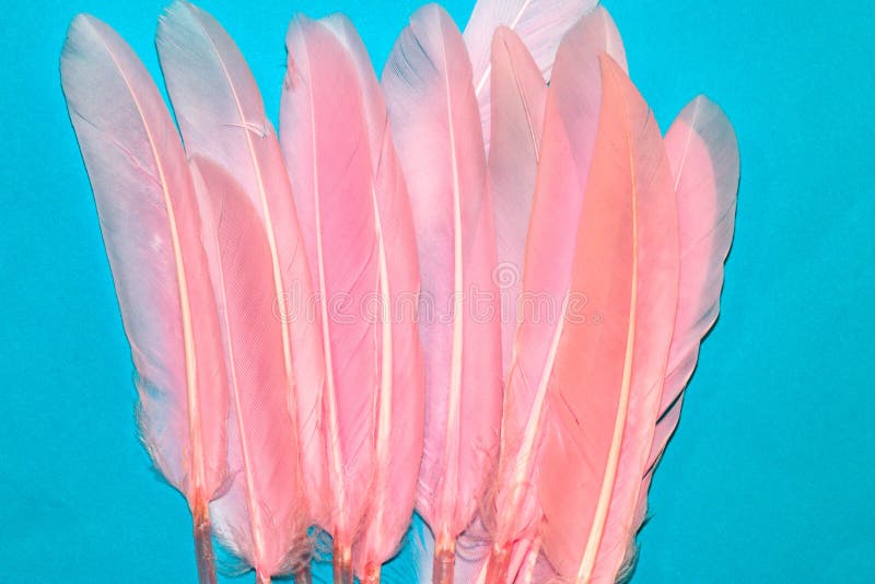 Pink Feathers Blue Background Lightweight Minimal Design Stock Photos ...