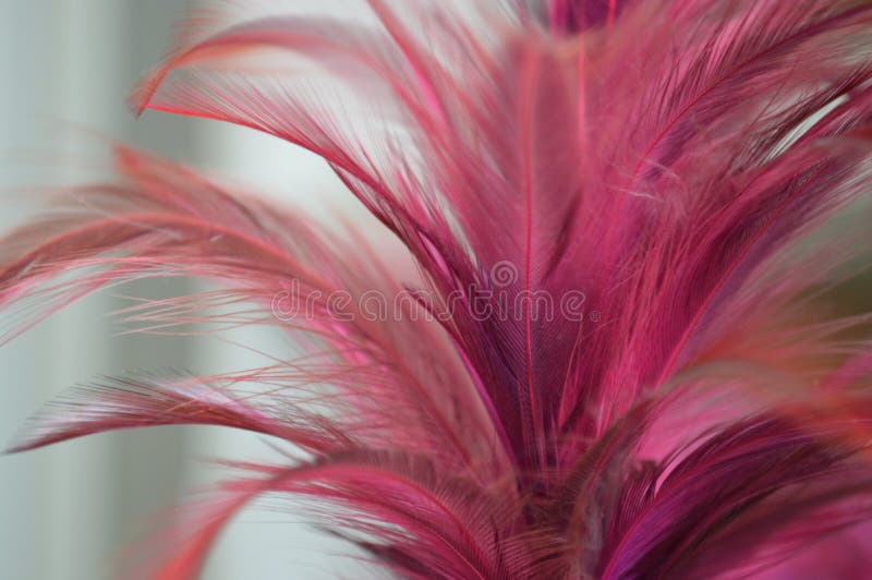 Pink feathers stock photo. Image of closeup, duster, feather - 63925082