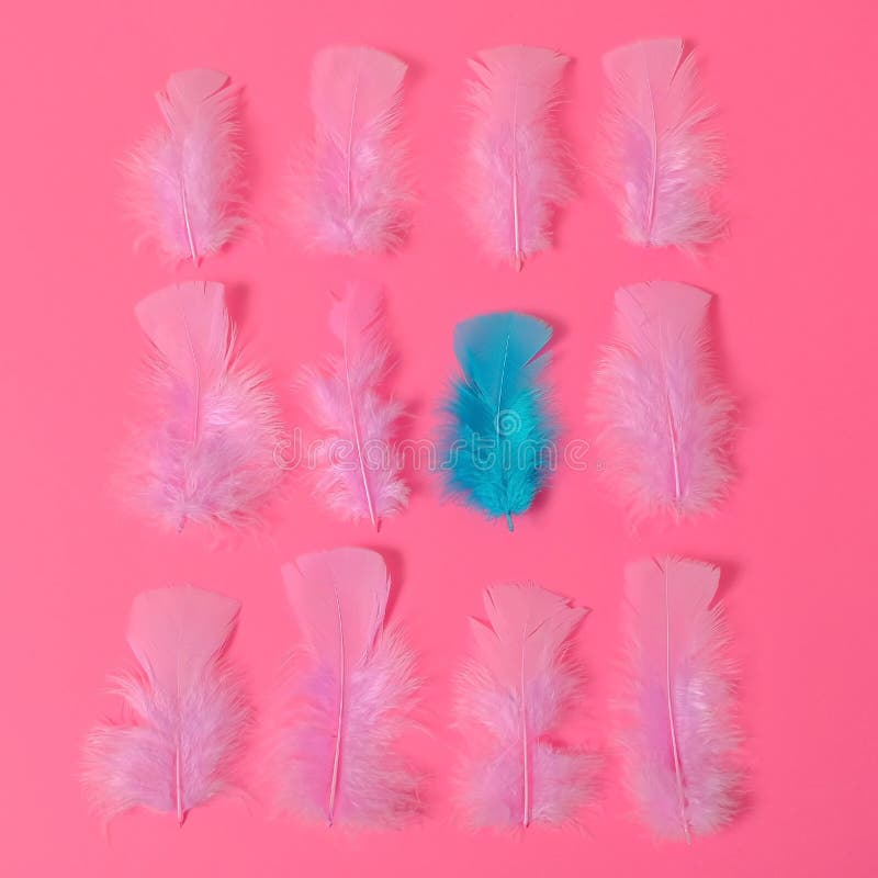 Pink Feathers and One Blue Feather on a Pink Rose Background. Equality ...