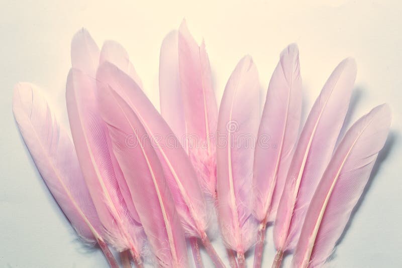 Pink feathers stock image. Image of lines, seagull, wing - 194308935