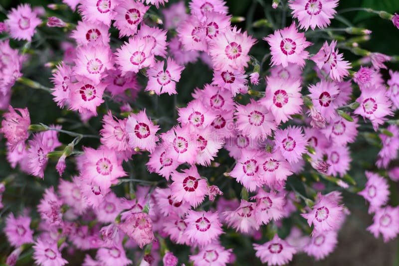 Pink Feathery Carnation Grows in the Garden in Summer Stock Photo ...