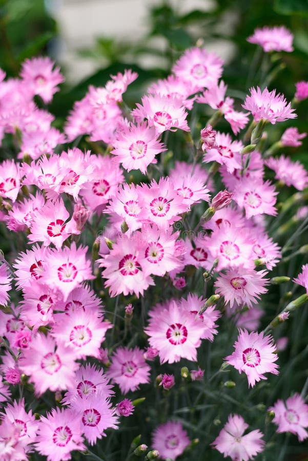 Pink Feathery Carnation Grows in the Garden in Summer Stock Photo ...