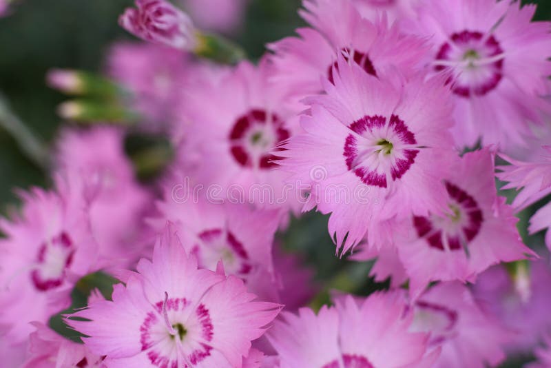 Pink Feathery Carnation Grows in the Garden in Summer Stock Photo ...
