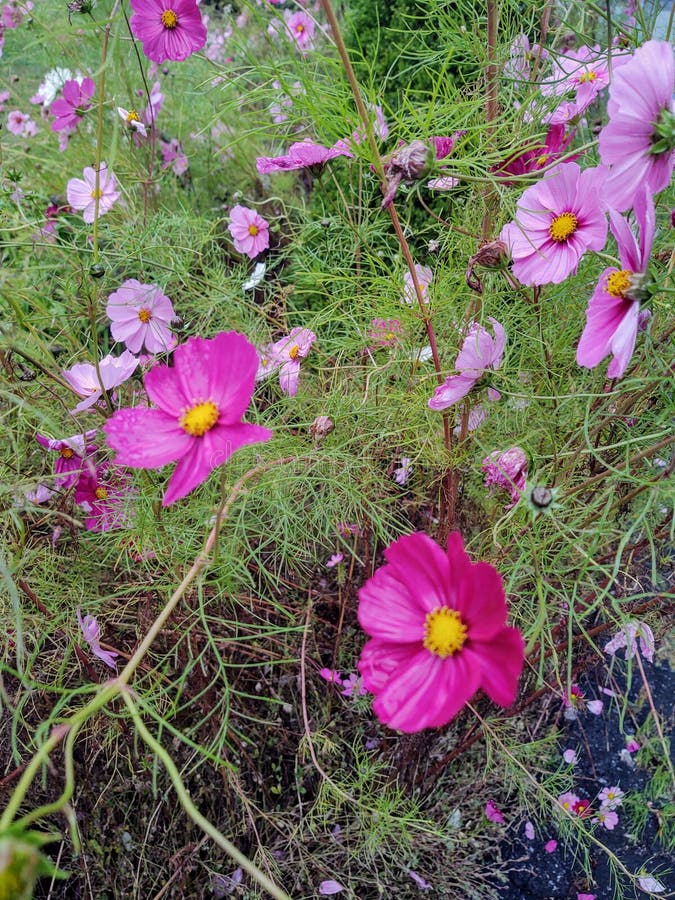Pink and Ferns stock image. Image of flower, petal, prairie - 202943933