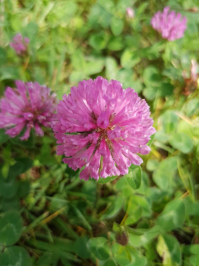 Pink field flower stock photo. Image of nature, simplicity - 116627746
