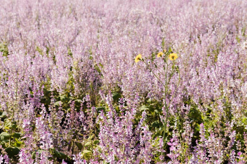 The Pink Field of Sage. Warm Midday Light Stock Photo - Image of ...