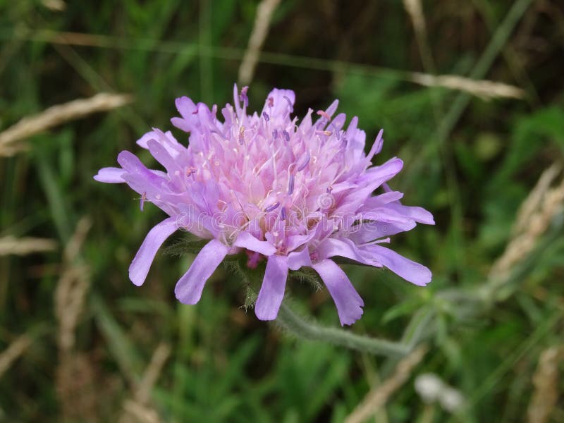 Pink Field Scabious Knautia Arvensis. Stock Photo - Image of knautia ...