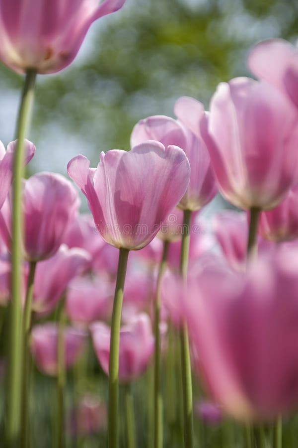 Pink Field stock image. Image of spring, field, flower - 37765675