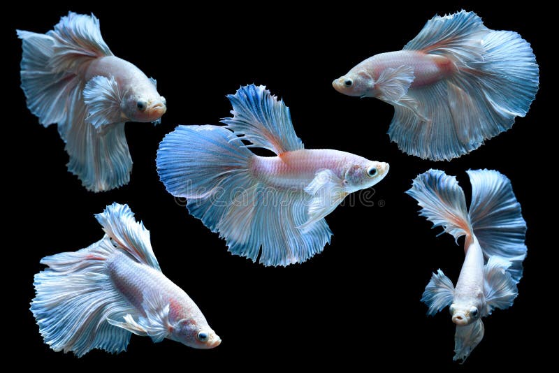 1,458 Pink Betta Fish Siamese Fighting Fish Stock Photos - Free ...