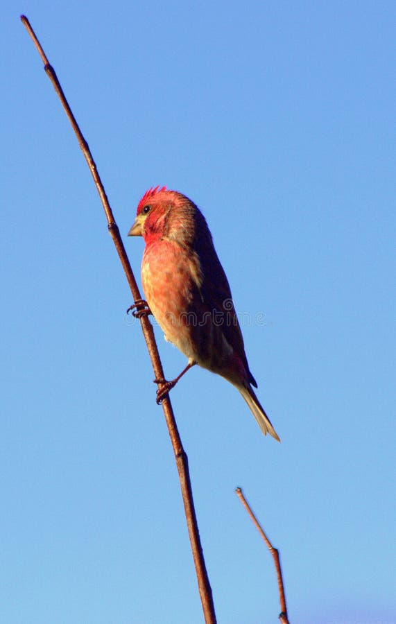 Pink Finch stock photo. Image of branch, finch, pink - 66585404