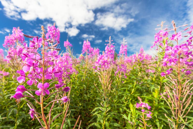 Pink Fireweed (blooming Sally) Flowers in Field and Deep Blue Sky Stock ...
