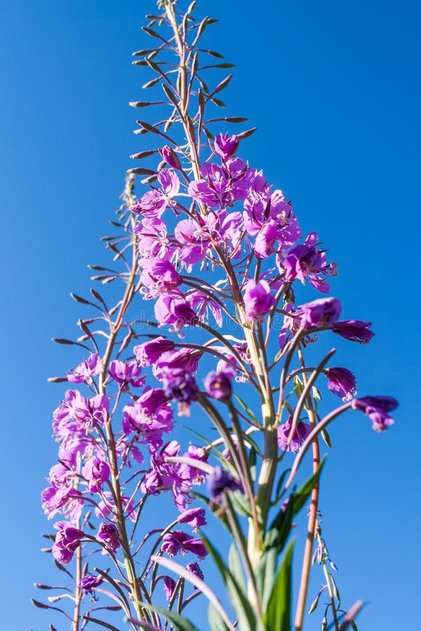 Pink Fireweed Flower Against the Blue Sky. Stock Image - Image of ...