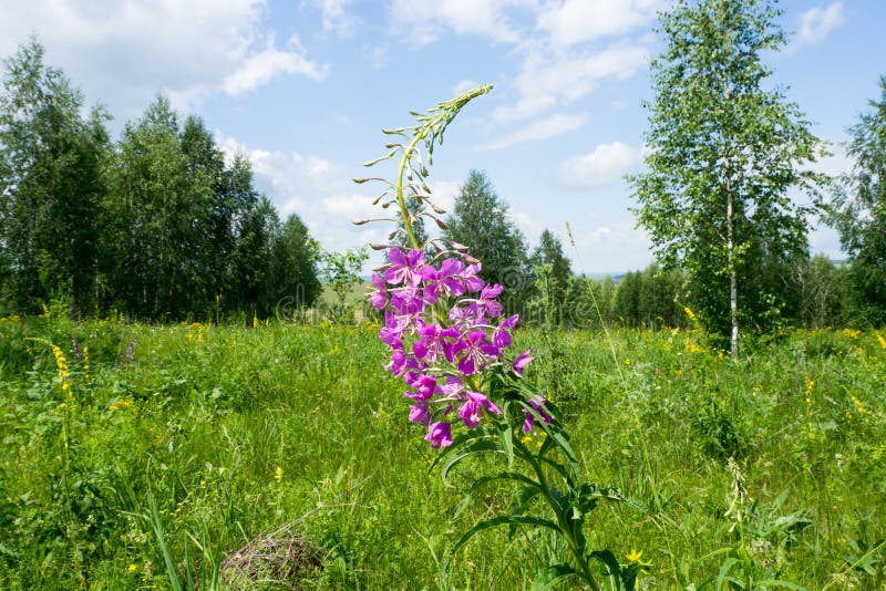 Fireweed Flower in Spring Meadow Stock Image - Image of shadow ...
