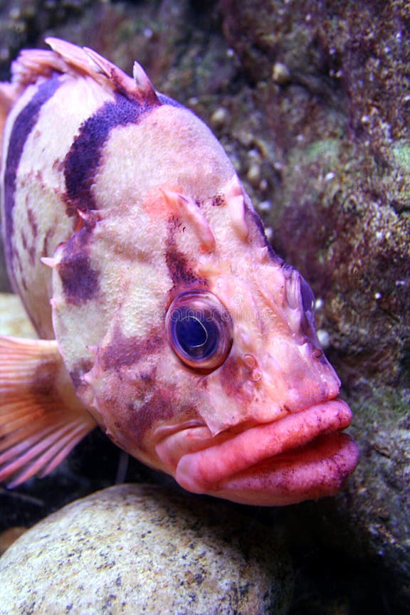 307 Big Lips Fish Stock Photos - Free & Royalty-Free Stock Photos from ...