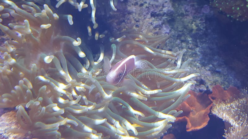 Pink Fish stock photo. Image of water, animal, aquatic - 96634094