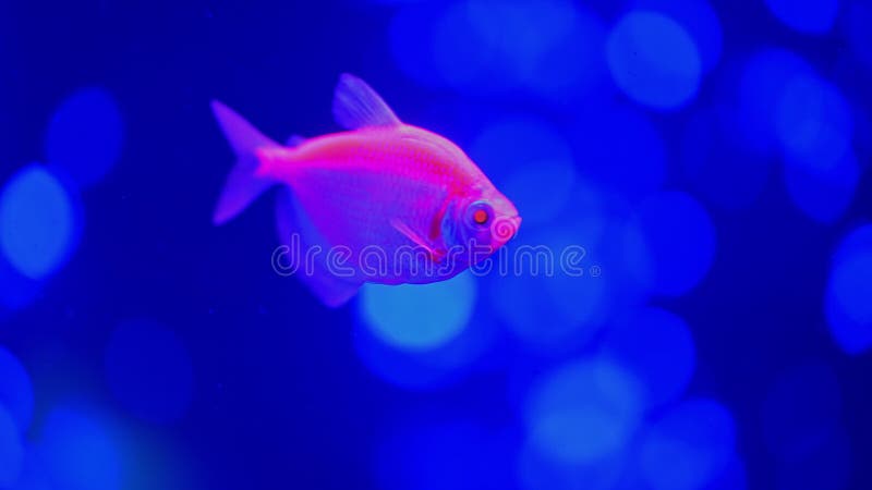 Pink Fish Glowing Tetra Glofish Breed Stock Video - Video of animal ...