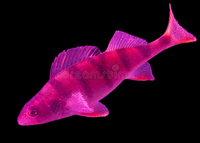 Pink Fish Perch Isolated on Black Color Stock Photo - Image of black ...