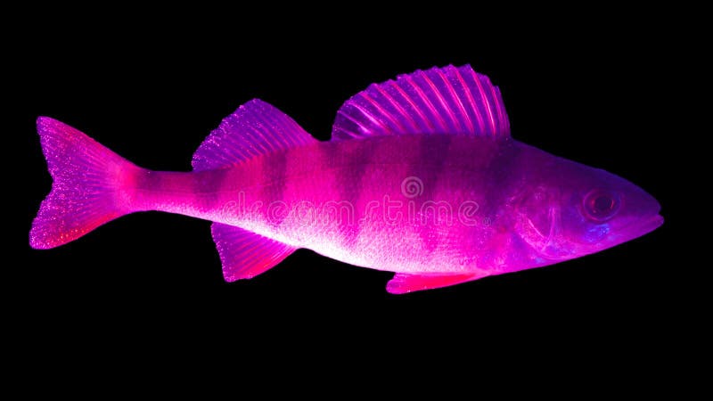 Pink Fish Perch Isolated on Black Color Stock Photo - Image of eyes ...