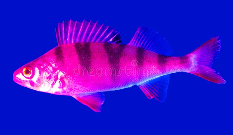 Fish Perch Swims in the Aquarium in Blue and Pink Color Stock Image ...