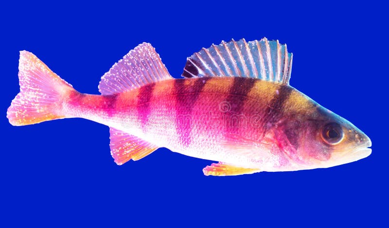 Fish Perch Swims in the Aquarium in Blue and Pink Color Stock Photo ...