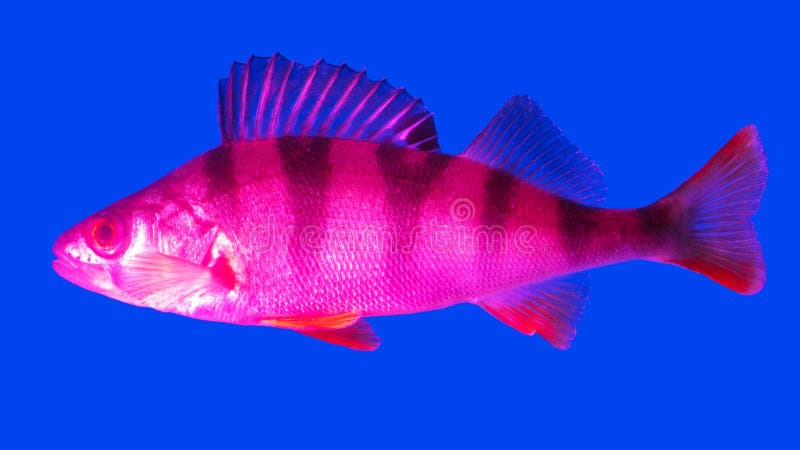 Pink Fish Perch Isolated on Blue Background Stock Photo - Image of pink ...